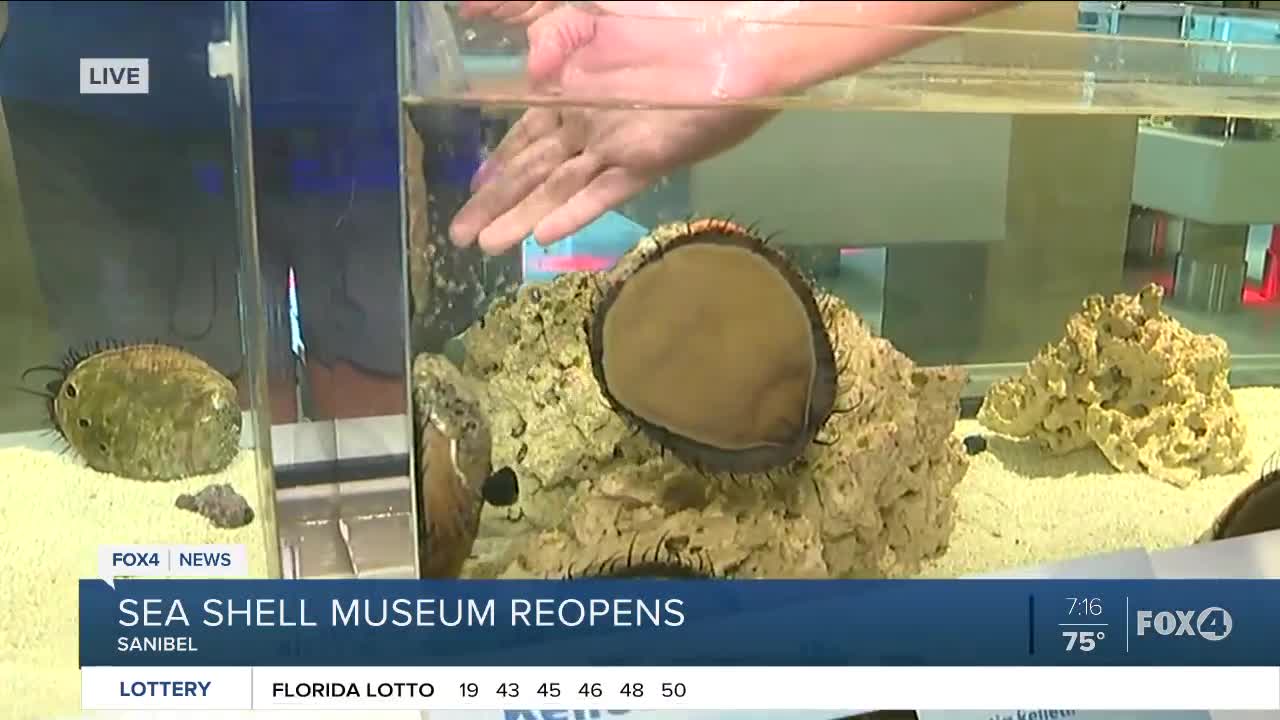 National Shell Museum reopens with new exhibits in SWFL