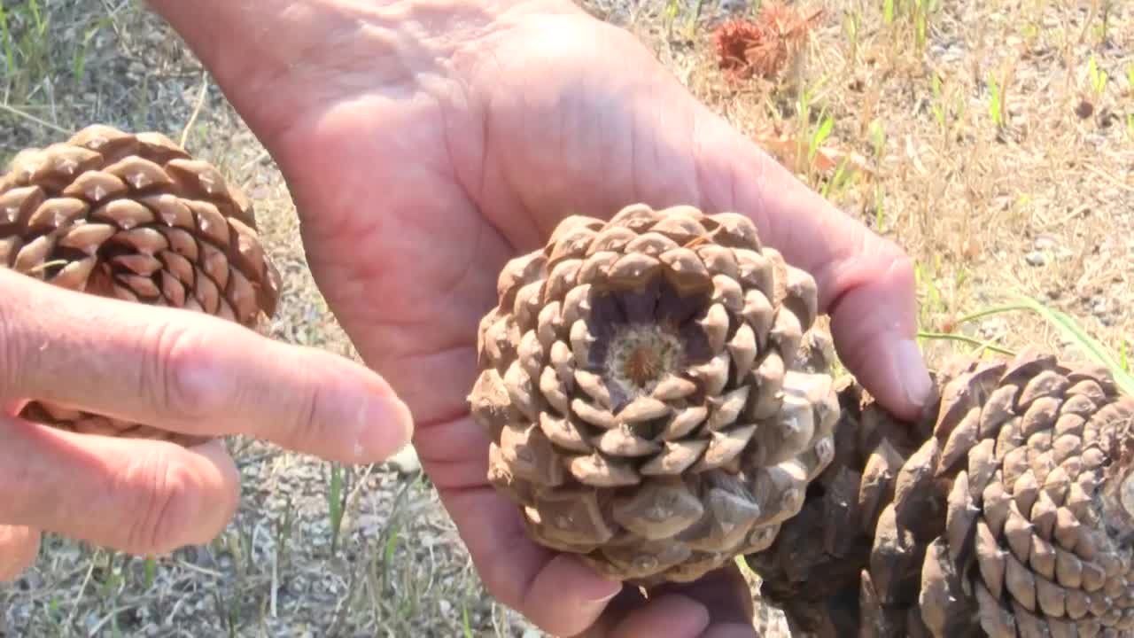 Ponderosa pines in Bigfork suffering from a diplodia fungus outbreak