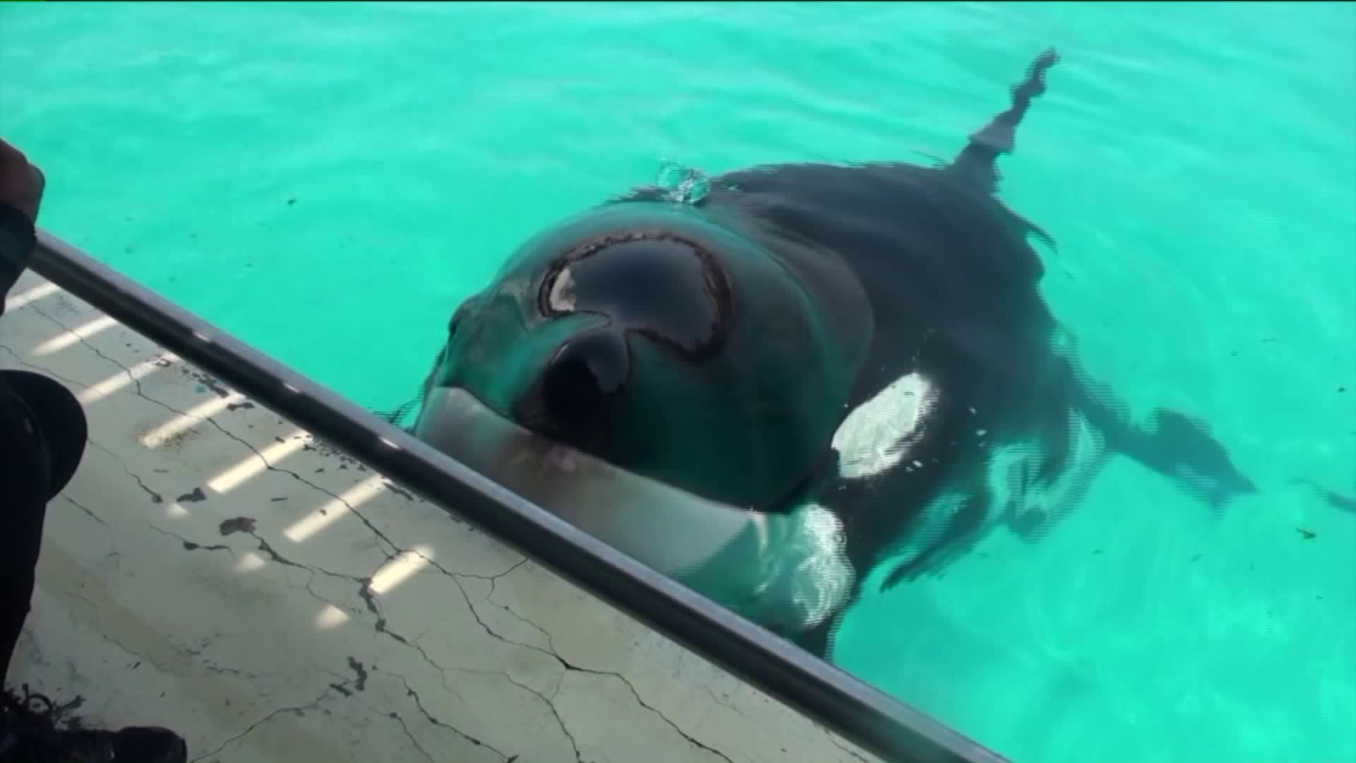 Killer whale learns how to mimic human speech