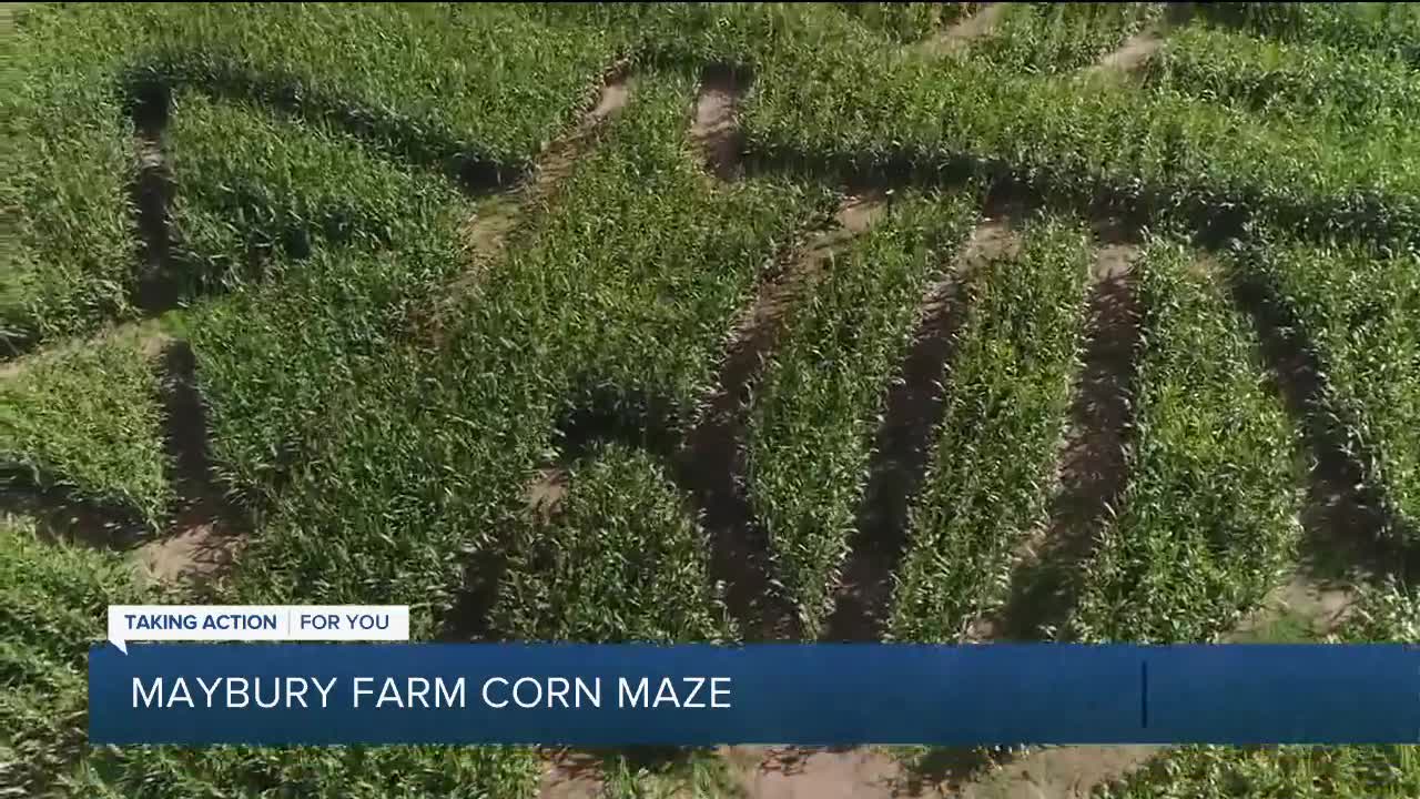 Maybury Farm Corn Maze opens for 2020 season