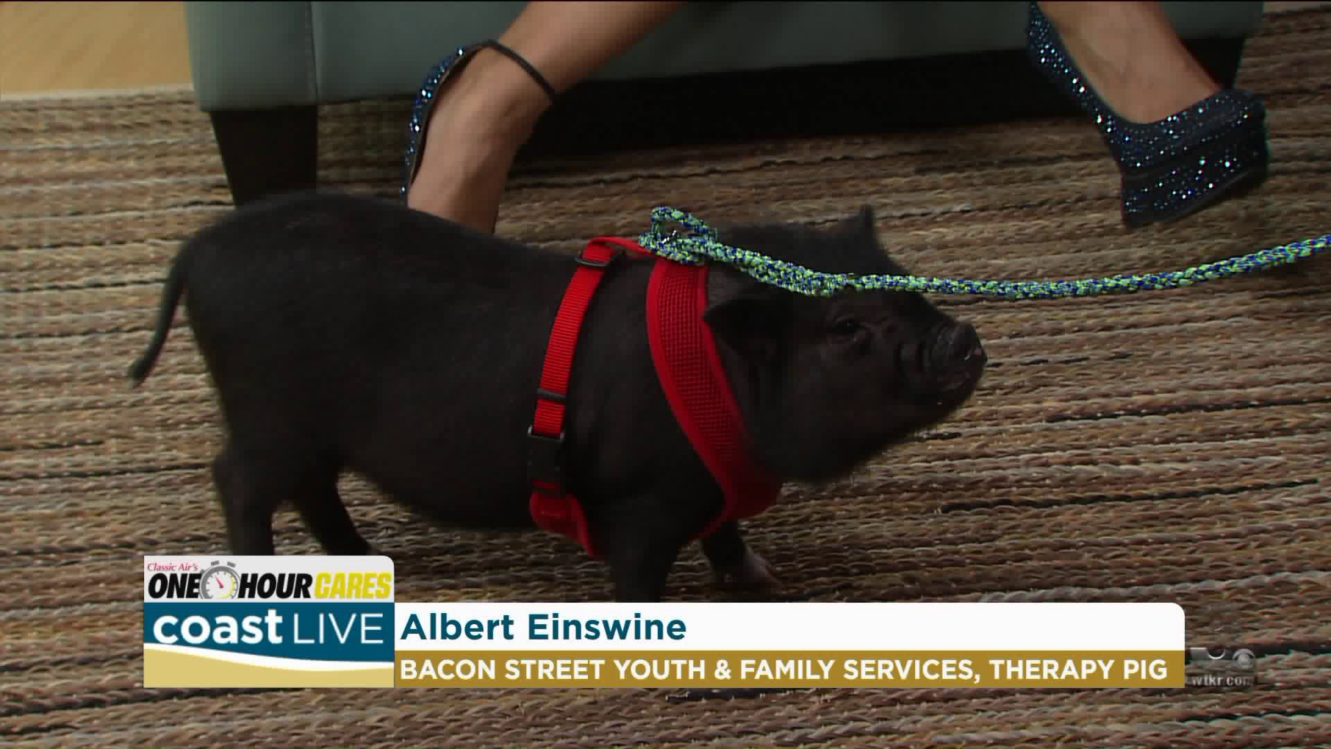 A therapy pig in training with a group helping local youth and families ...