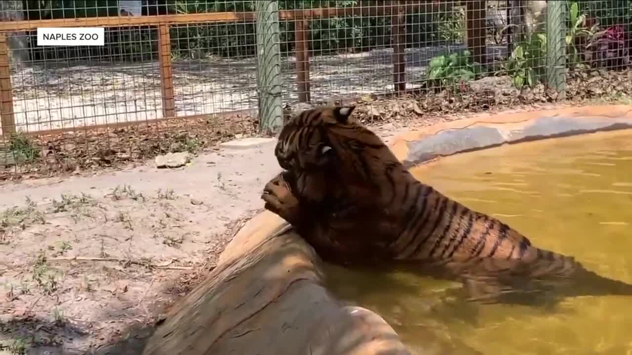 Necropsy results on Eko, Naples Zoo tiger, released