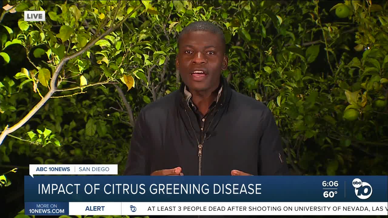 ABC 10News Anchor Wale Aliyu takes a closer look at Citrus disease ...