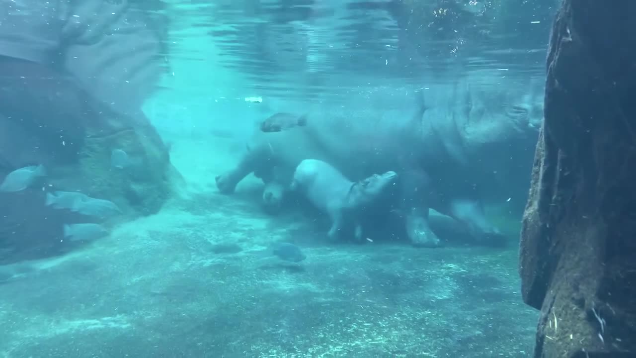 When can the public see baby hippo Fritz at the Cincinnati Zoo?