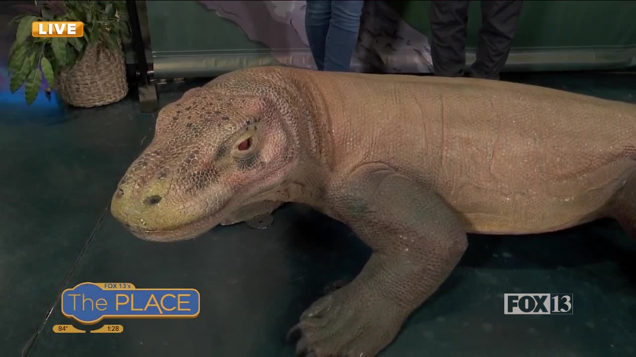 See a dragon in real life!