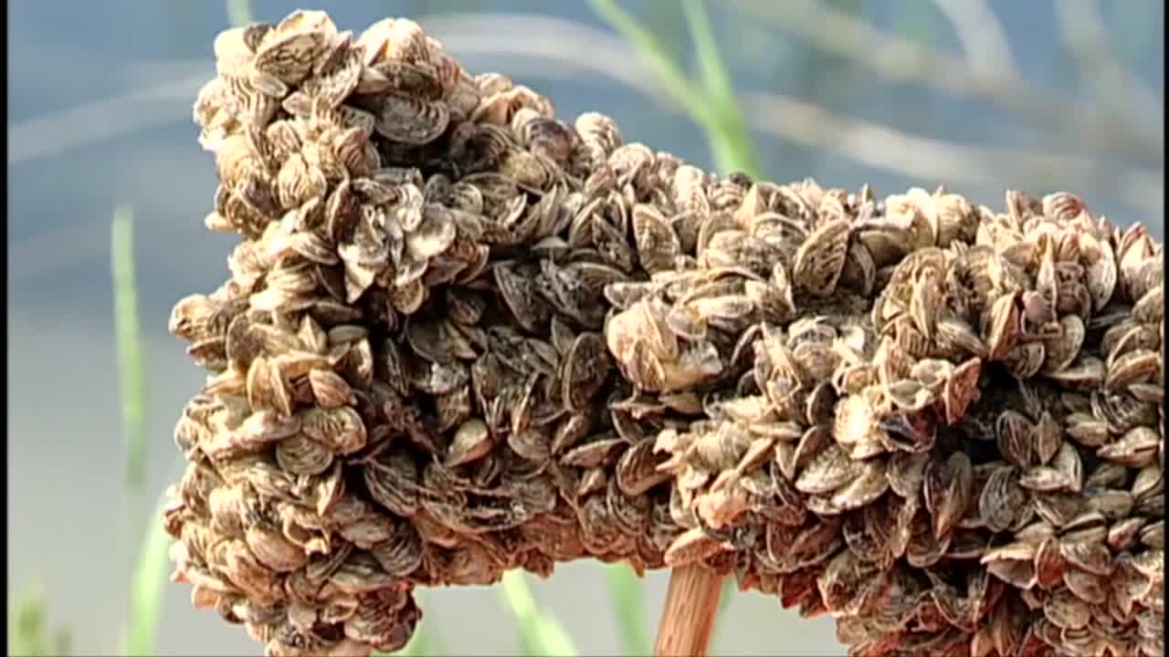 More aquatic invasive species are being discovered at Montana ...