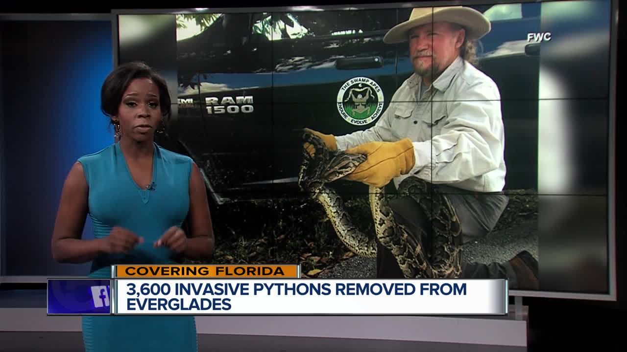 Florida trappers step up efforts, catch 3,600 pythons
