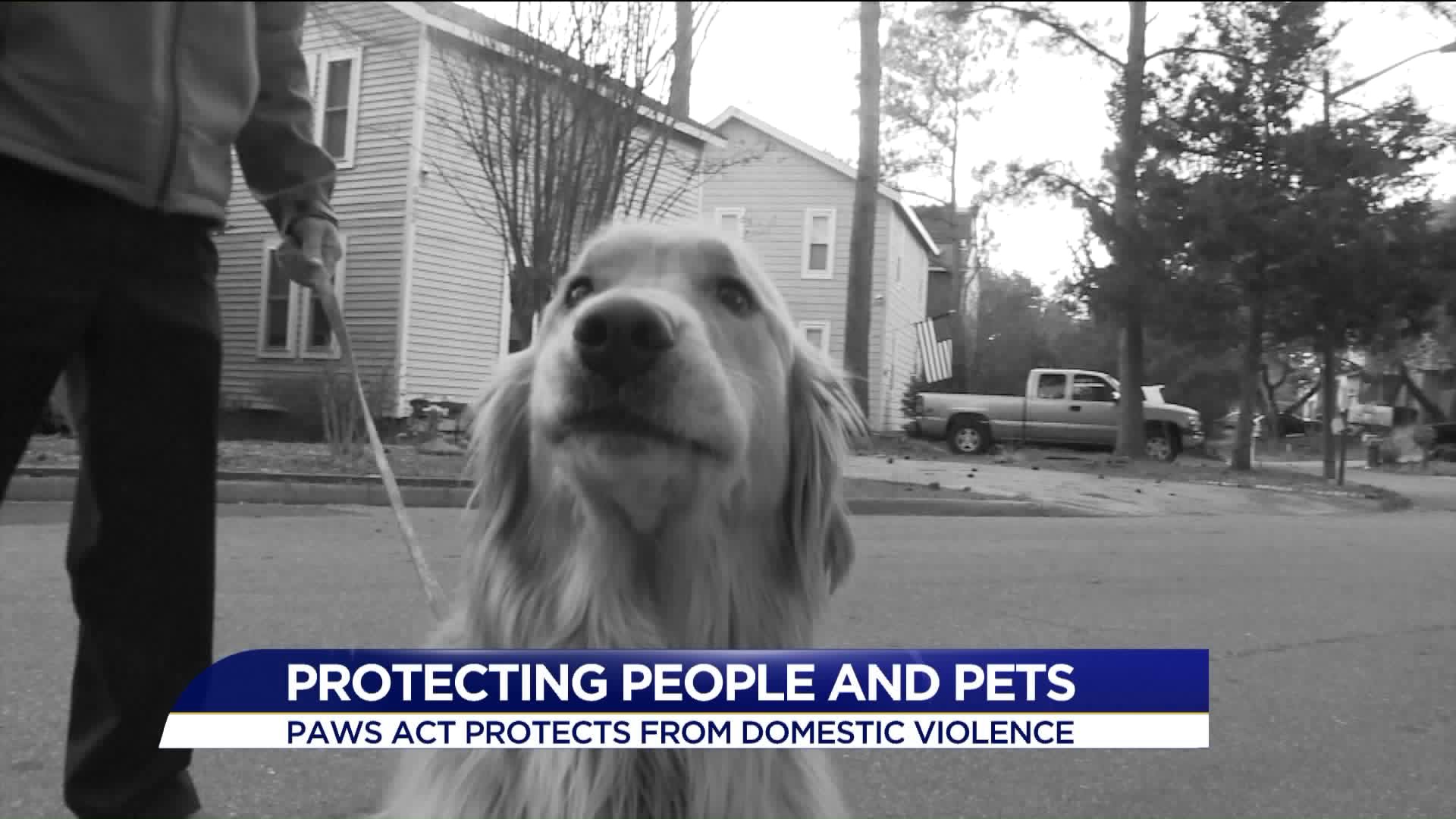 PAWS Act would add protections for pets in domestic violence situations