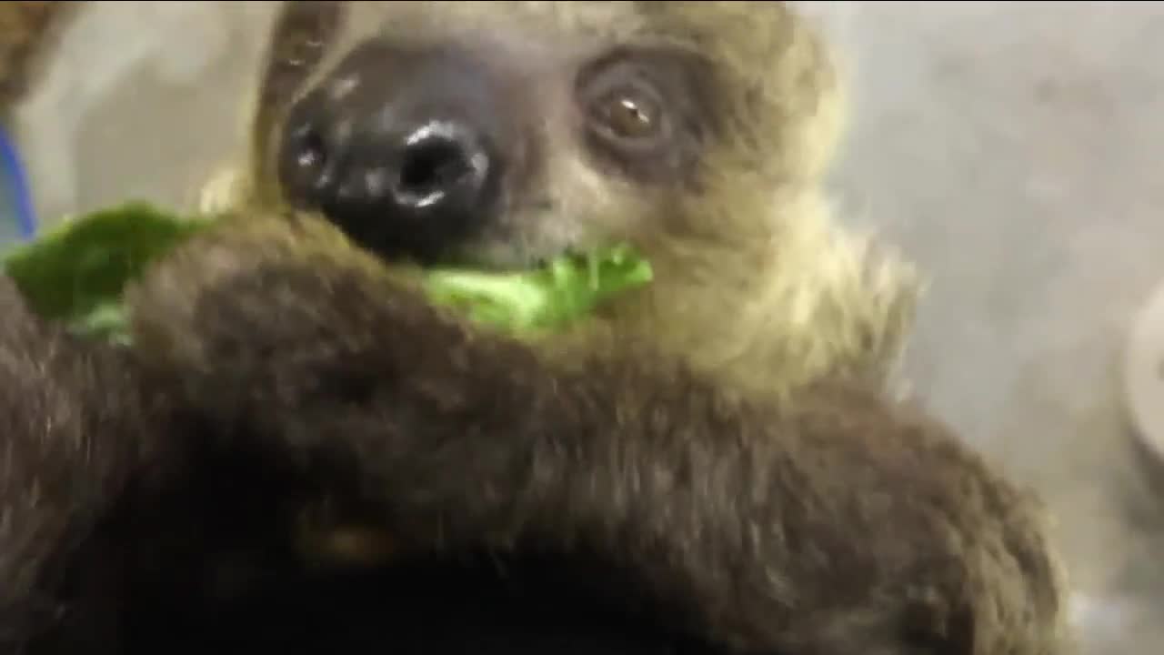 Jeff "the animal guy" needs help feeding his animals