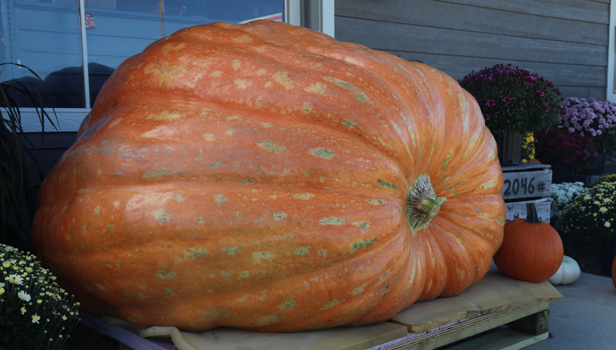 Wisconsin man grows one of largest pumpkins in the country at 2,046 pounds