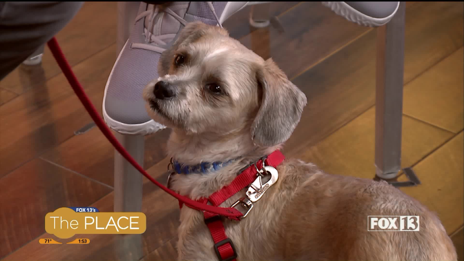 Jace is one smart dog — but he’s looking for an alpha leader