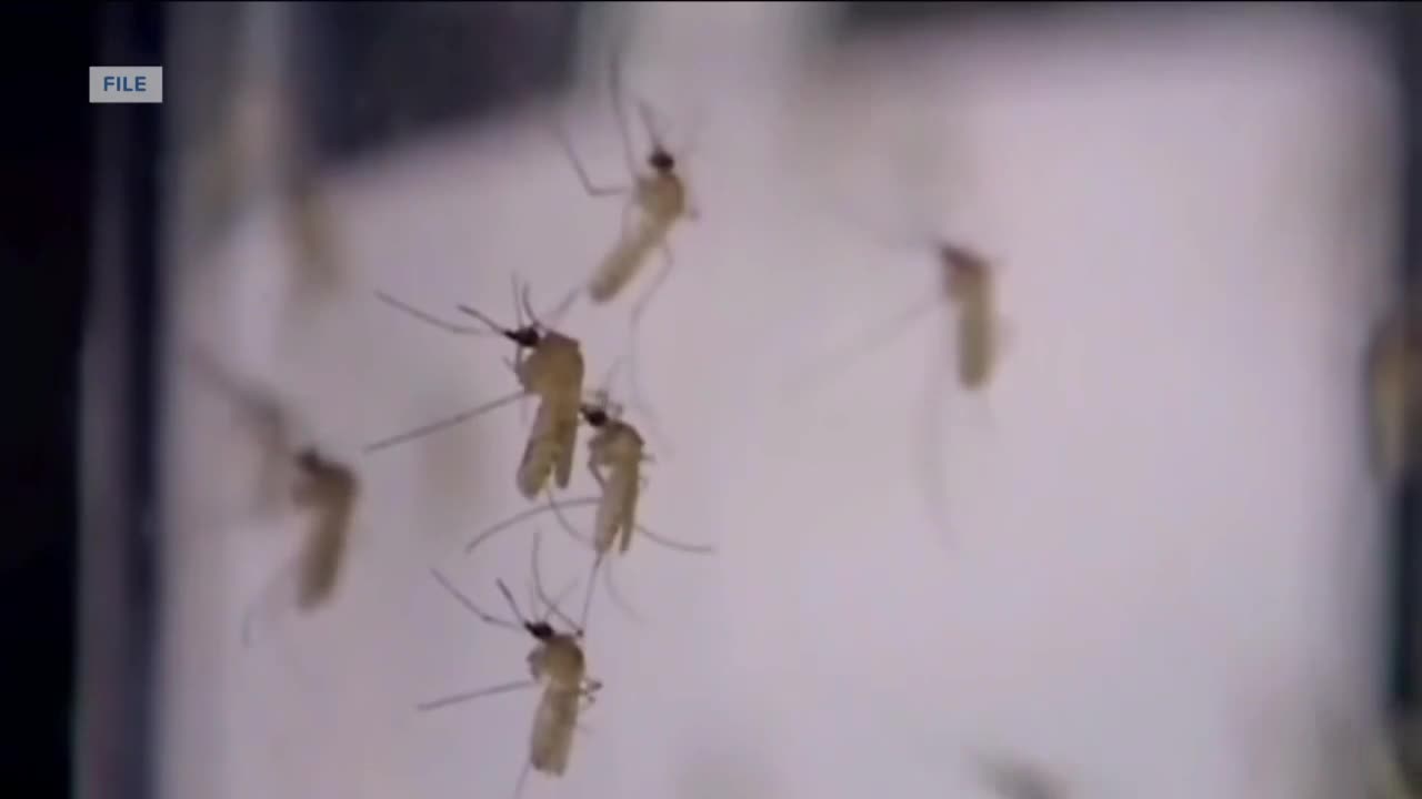 Why are there so many mosquitoes?