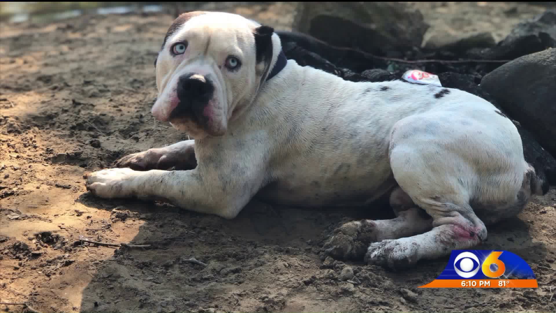 Missing pit bull Dumpy safely recovered in Deep Run park