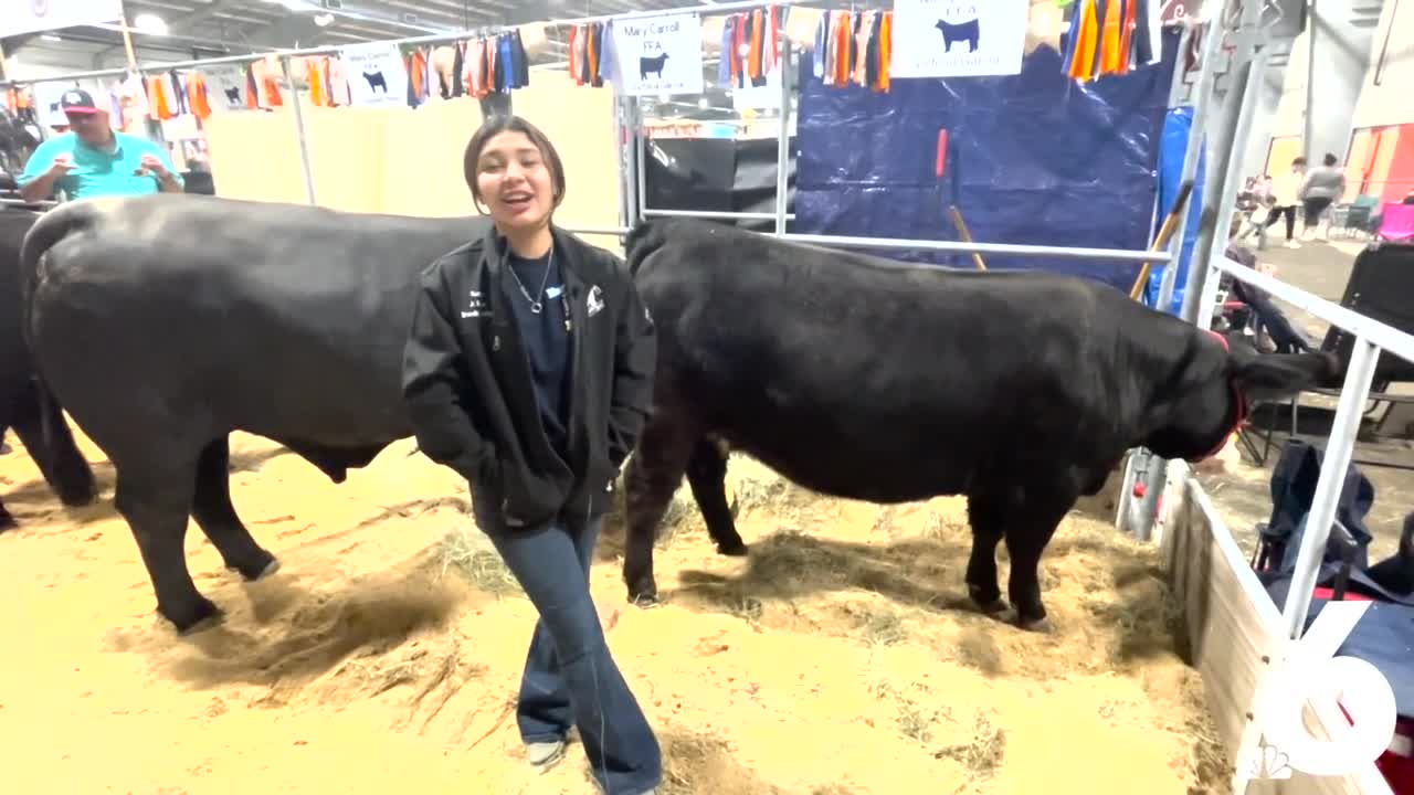 Steer and heifers checked in Thursday