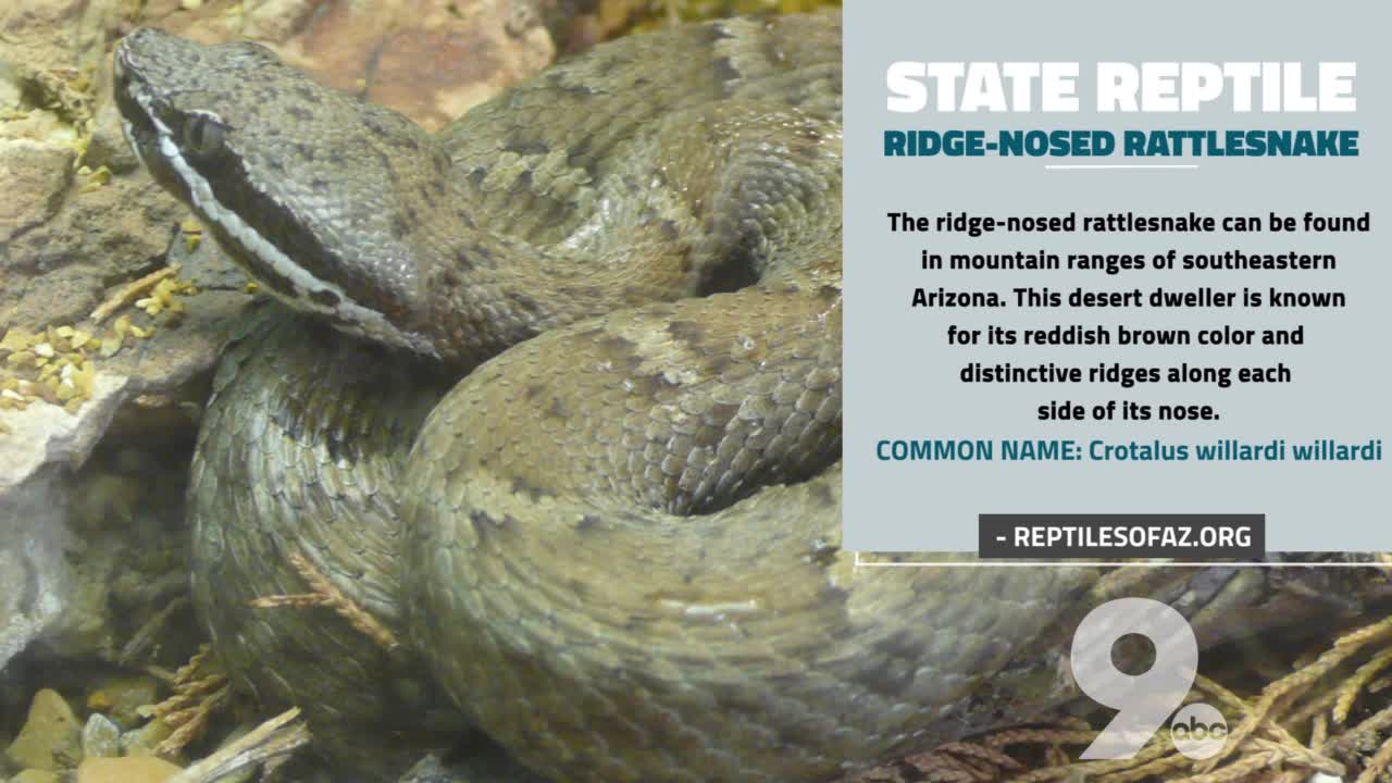 These 5 critters represent the Grand Canyon State