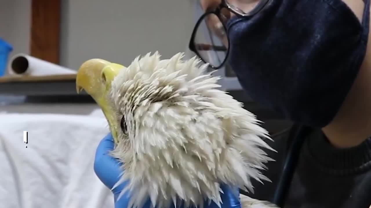 Bald eagle to be released weeks after it was found hurt in Chesapeake