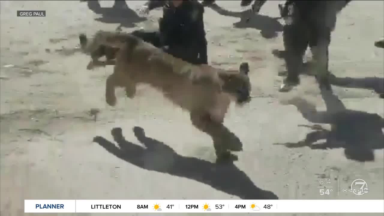 CPW: Mountain lion that attacked 2 in Loveland tested positive for rabies