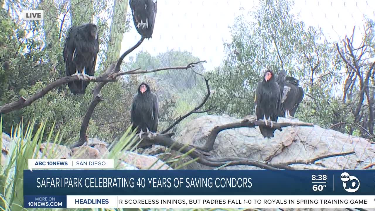 California Condor celebrates 40 years saved from extinction, still ...