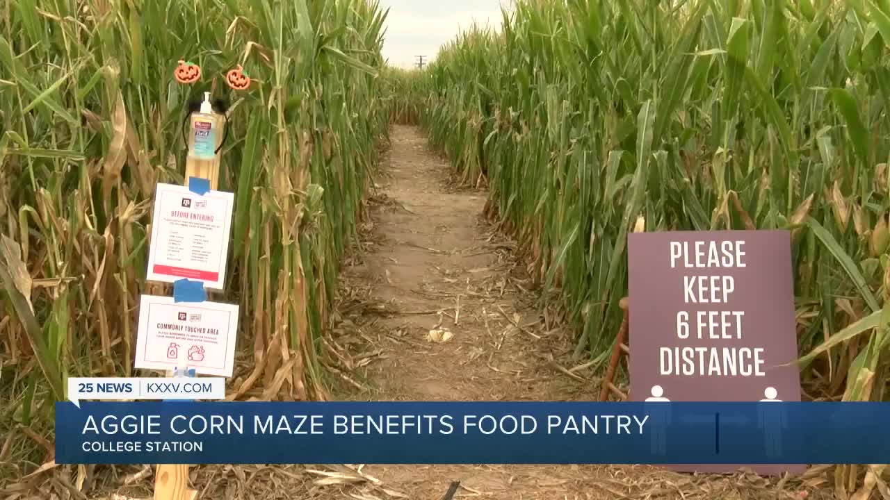 6th Annual Aggie Corn Maze held over the weekend with COVID-19 ...