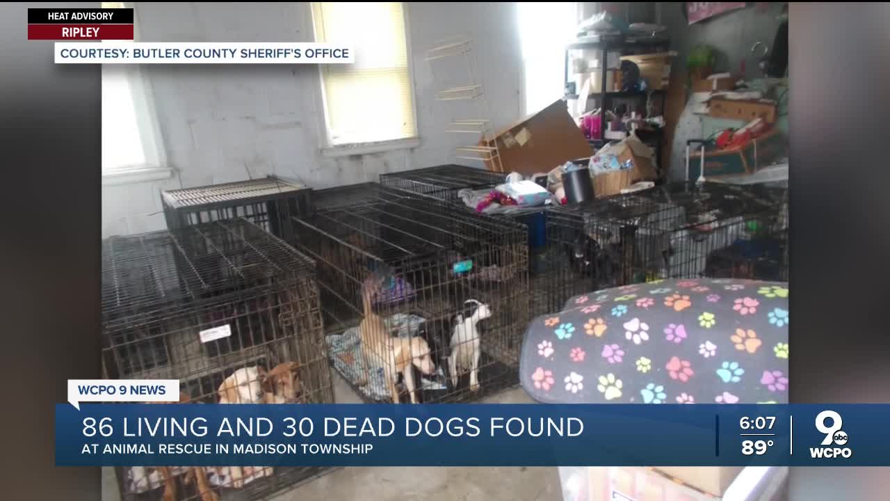 Sheriff: Nearly 90 living, 30 dead dogs found at animal rescue in ...