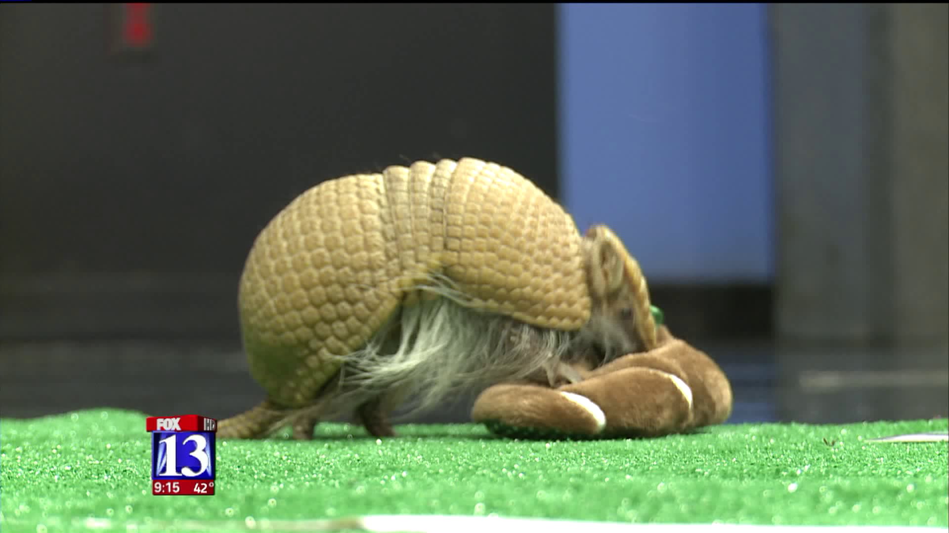 ‘Rose’ the armadillo makes Super Bowl prediction