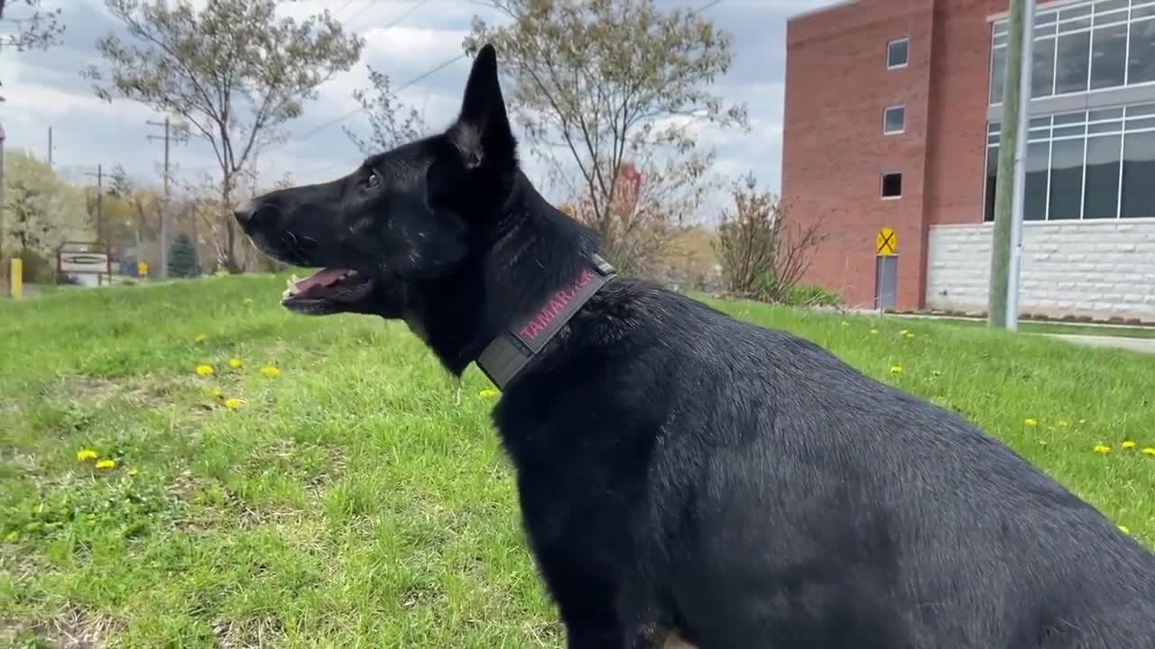 Mason's first K-9 officer just had her first day on duty